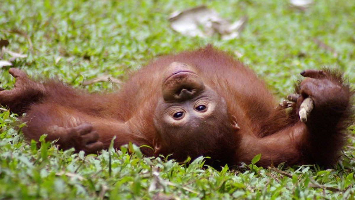 BBC Two - Victoria Derbyshire, 09/02/2017, What ape 'kiss squeaks ...