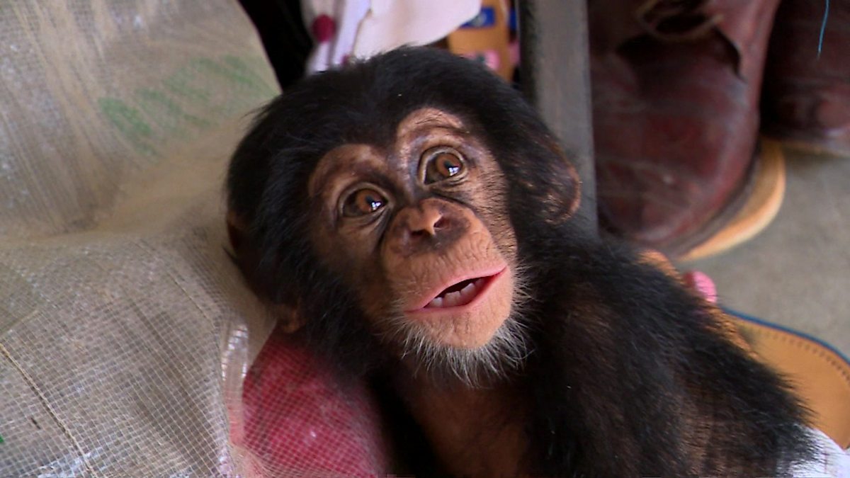 BBC News - BBC News at Ten, The secret trade in baby chimps