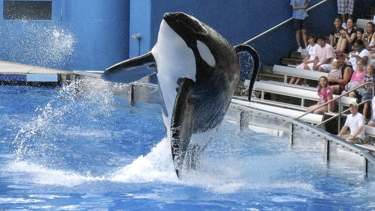 BBC World Service - Witness History, Tilikum the Orca