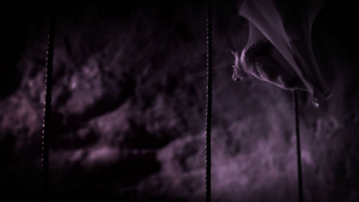 BBC Radio 4 - Sunday, Homelessness, General Synod, Bats in churches ...