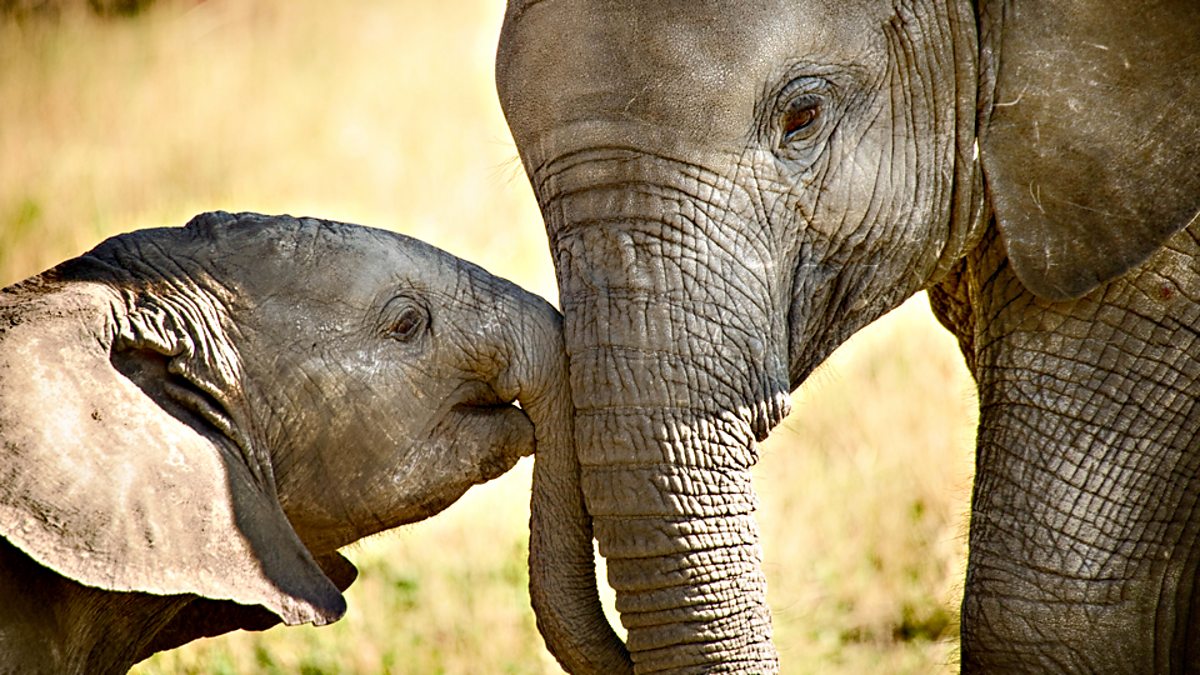 BBC - BBC Learning English, News Review: Elephants