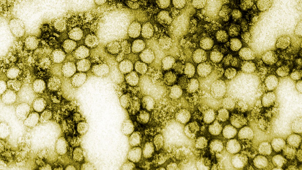 BBC World Service - The Forum, Yellow fever: Man against mosquito