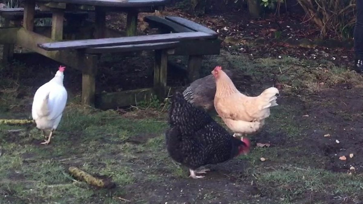 BBC Radio Cymru - Bwletin Amaeth, Cyfarfod gyda Phrif Swyddog ...