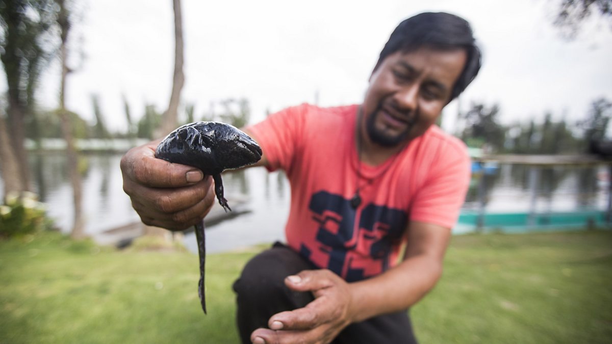 BBC World Service - Outlook, Mexico City's Walking Fish Man