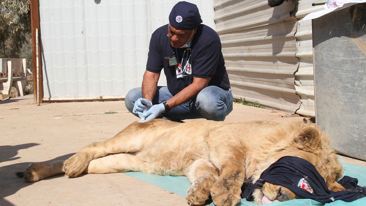 BBC World Service - Outlook, Saving a Lion in Mosul Zoo
