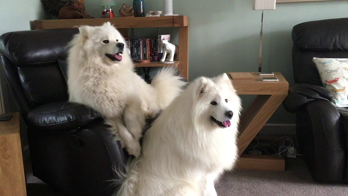 BBC Radio Wiltshire - Ben Prater, Could there be fluffier dogs than ...