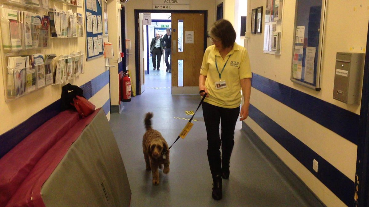 BBC Radio Wiltshire - Ali Vowles, Pet Therapy at the RUH