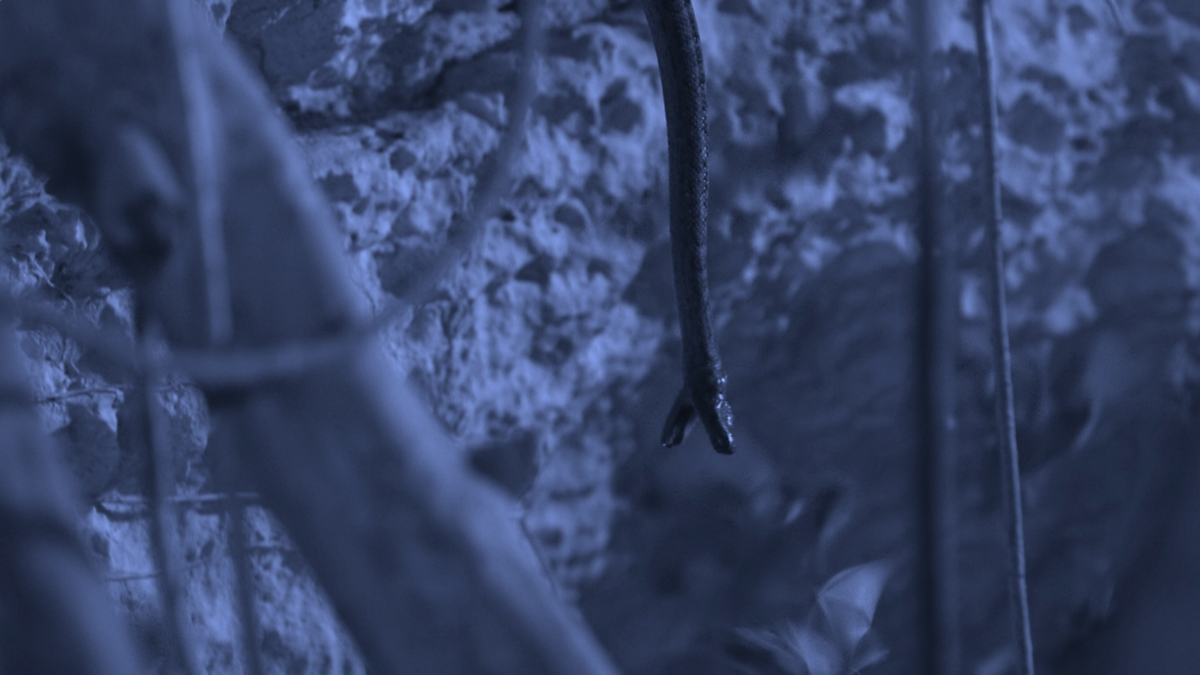 BBC Two - Natural World, 2017-2018, Puerto Rico: Island of Enchantment ...