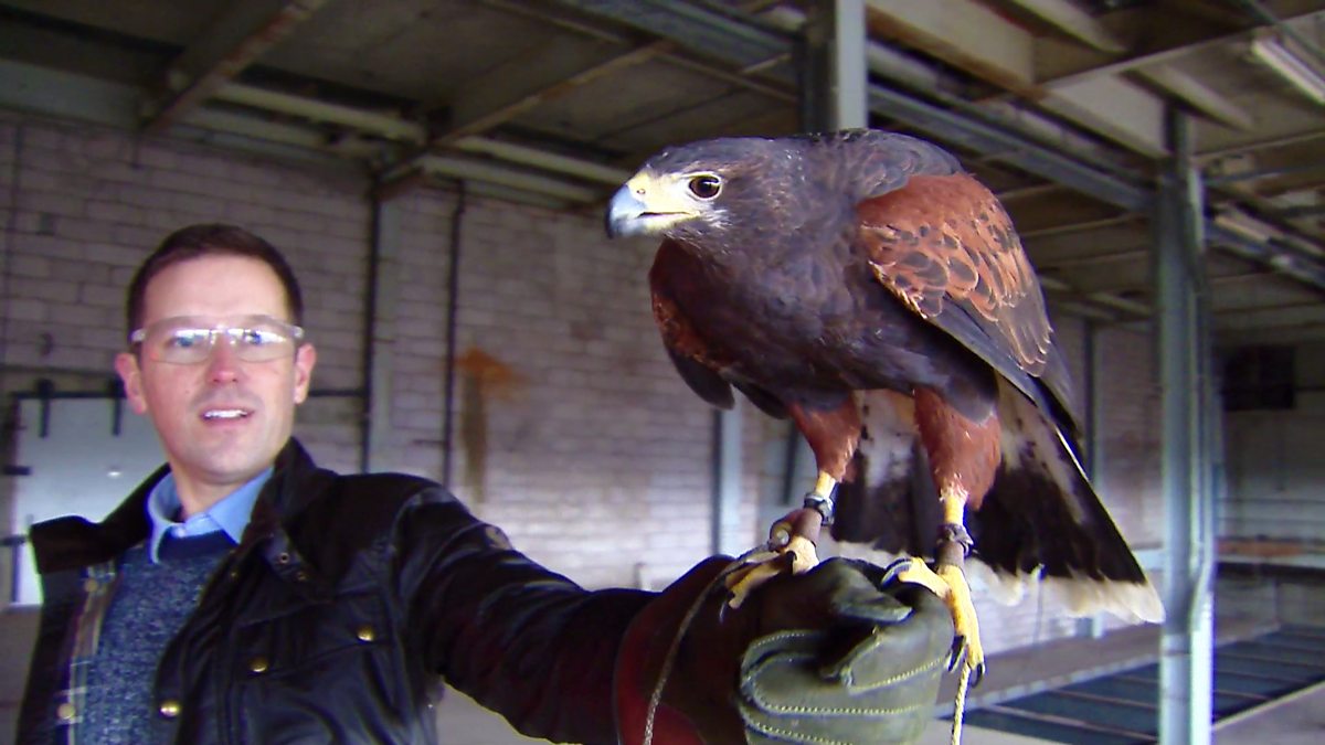 BBC One - Home Ground, Series 2, Episode 3, Gavin's a hit with the birds