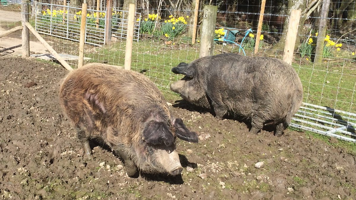 BBC Radio 4 - Radio 4 in Four, "I bred prehistoric pigs for Game of ...