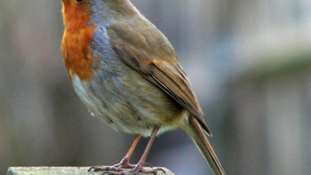 BBC Radio Cymru - Galwad Cynnar, 08/04/2017, Triogaeth y Robin Goch