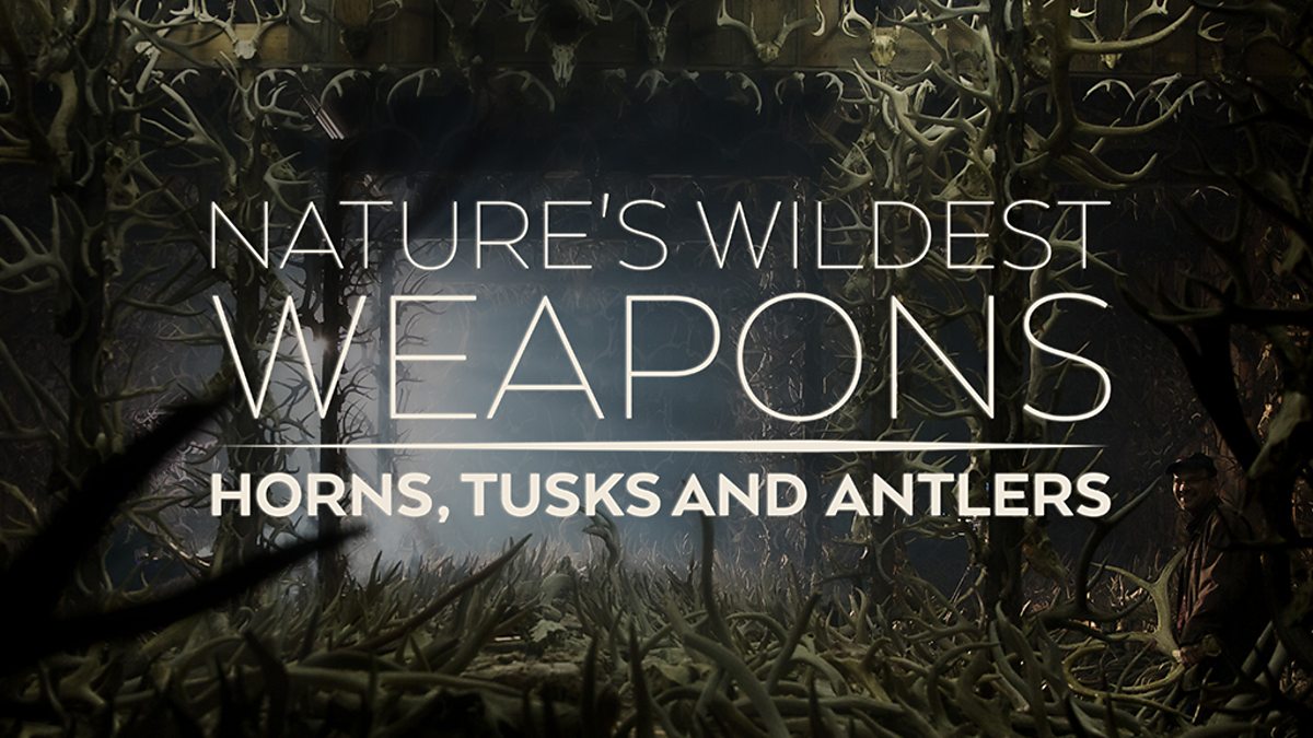 BBC Two - Natural World, 2017-2018, Nature's Wildest Weapons: Horns ...