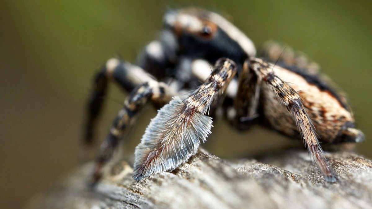 BBC Two - Nature's Weirdest Events, Series 5, Episode 6, Australian ...