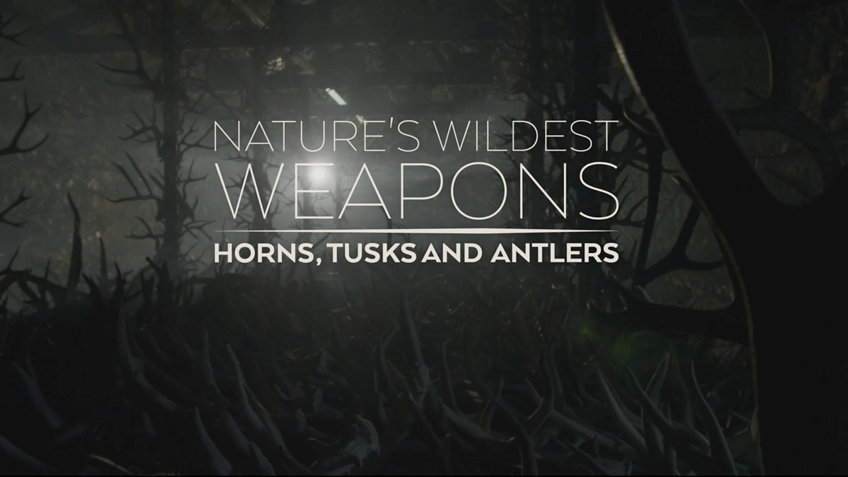 BBC Two - Natural World, 2017-2018, Nature's Wildest Weapons: Horns ...