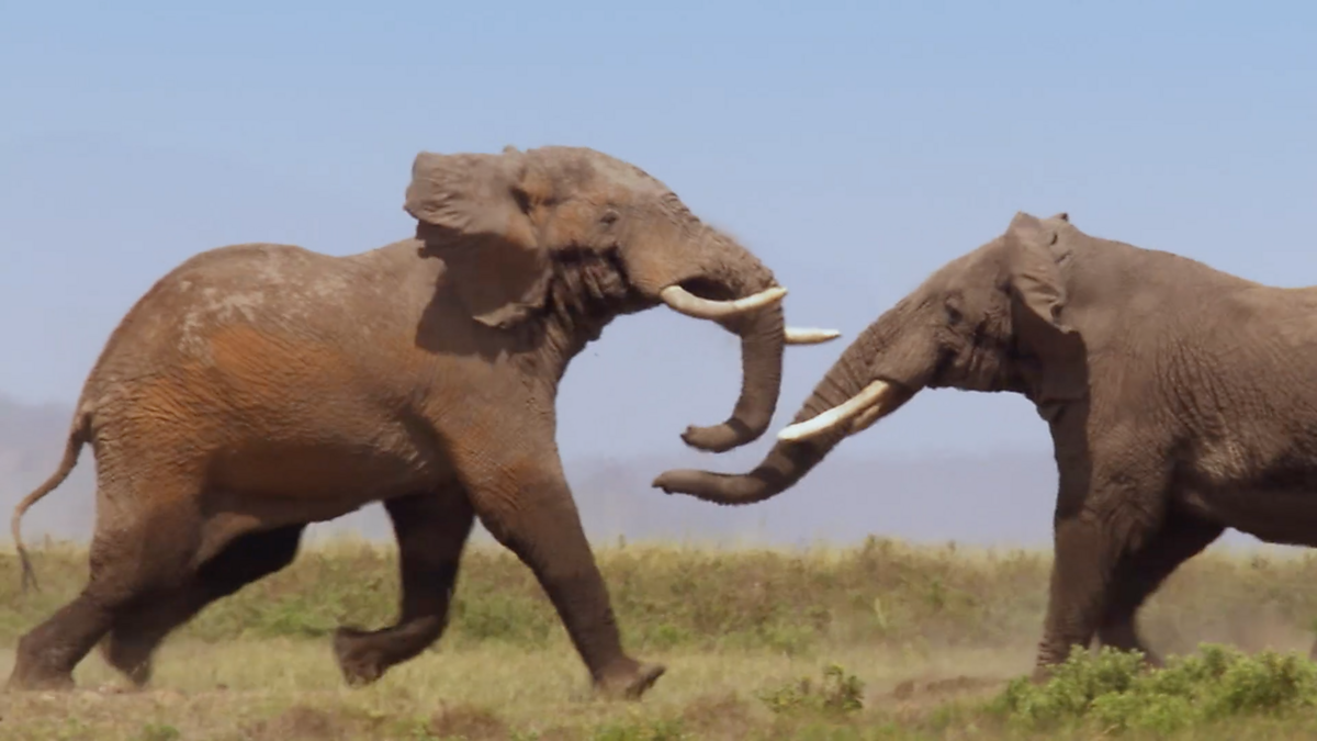 BBC Two - Natural World, 2017-2018, Nature's Wildest Weapons: Horns ...