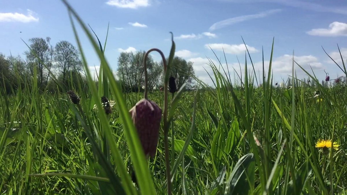 BBC Radio Wiltshire - Ali Vowles, Snake's head fritillaries final in season