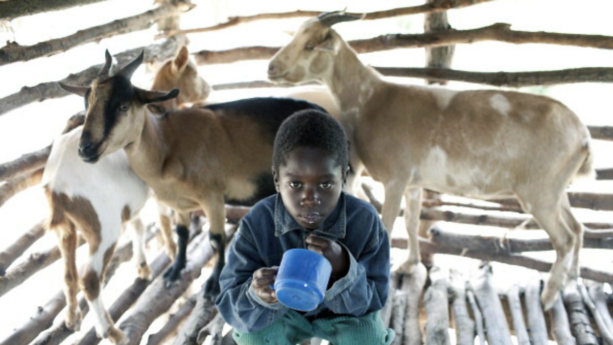 BBC World Service - World Business Report, Zimbabwe in 'goats for loans ...