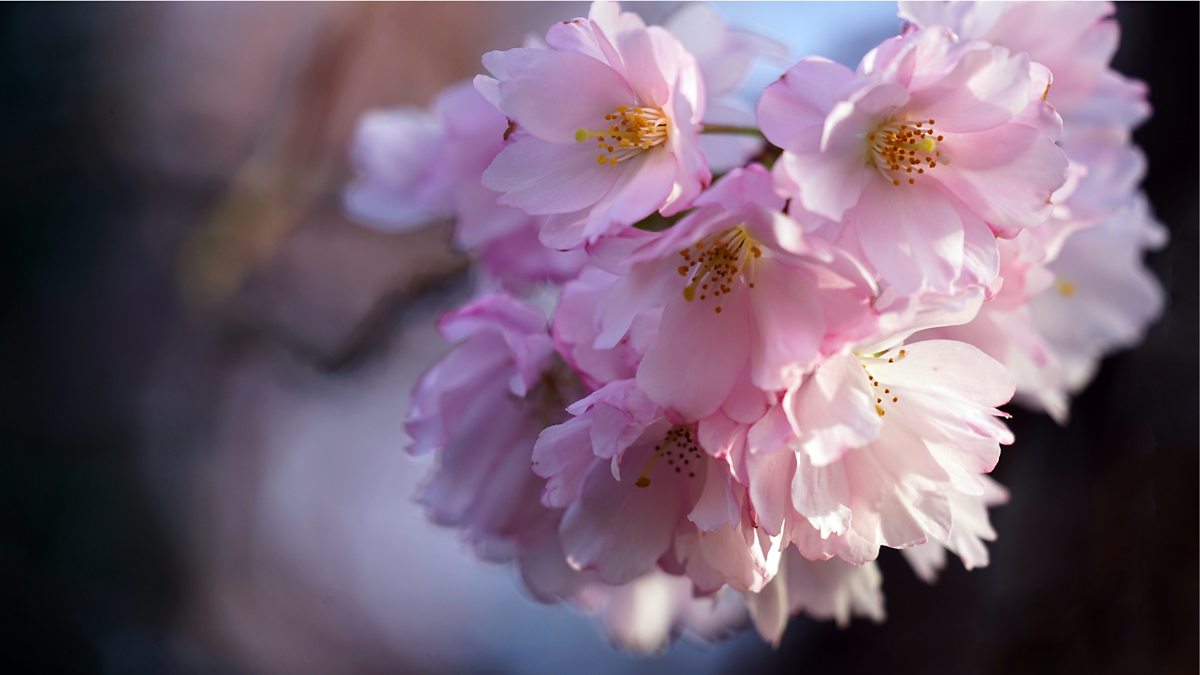 BBC Two - Springwatch, Springwatch in Japan: Cherry Blossom Time, Cherry blossom 2017 - Blossom ...