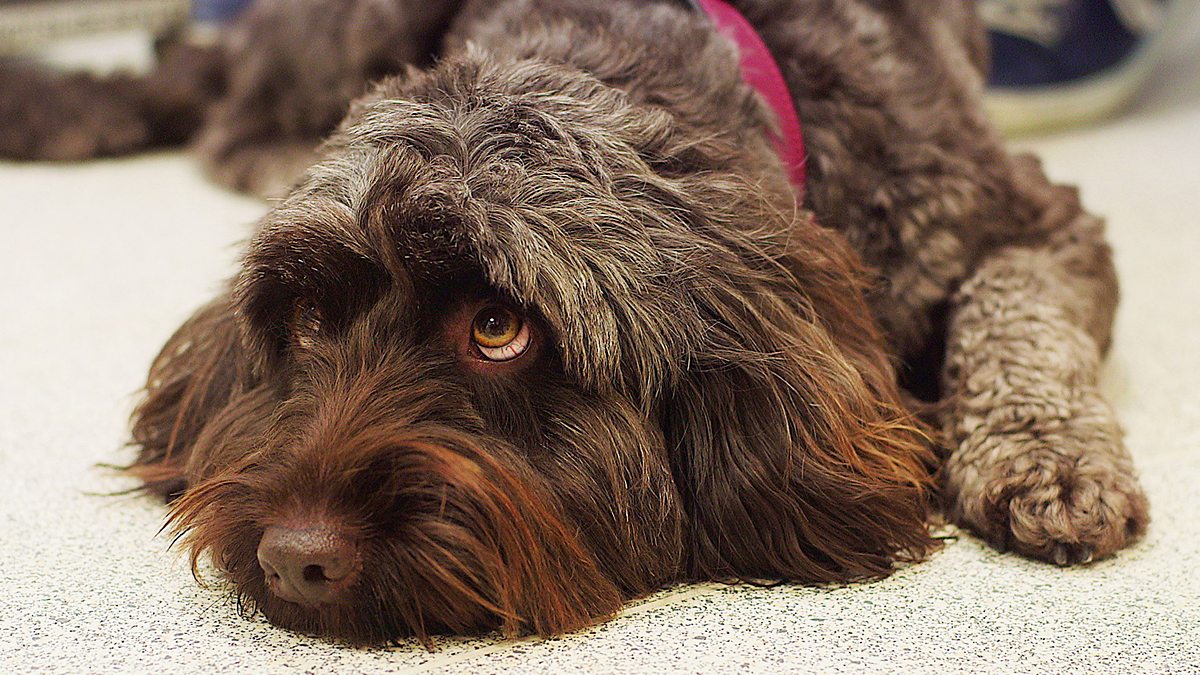 BBC Two - Trust Me, I'm a Vet, Series 1, Episode 1 - Features