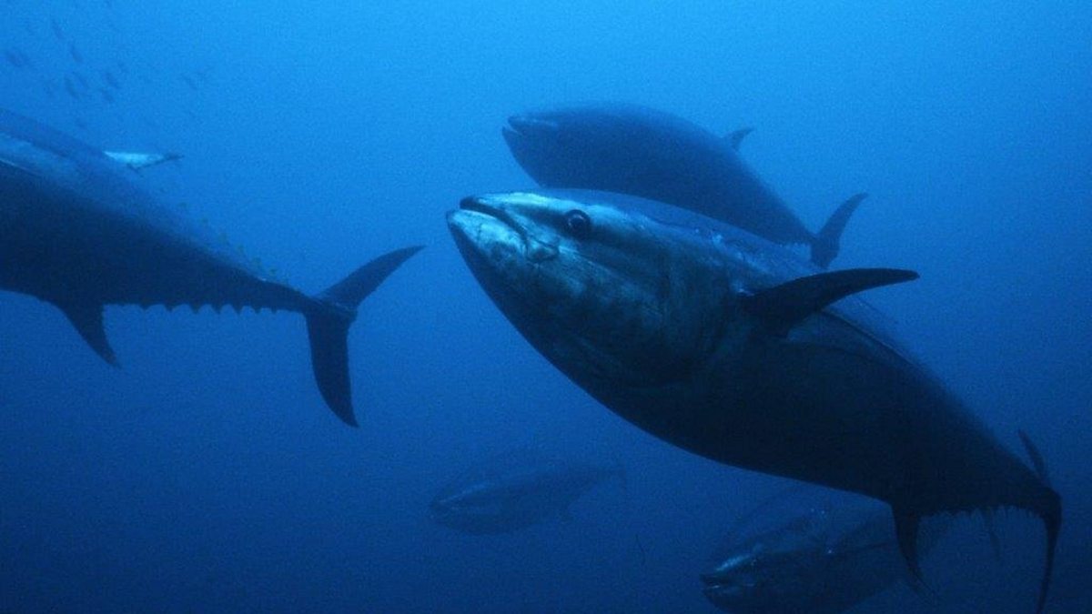 BBC World Service - Business Daily, Bluefin Tuna: Loved to Death?