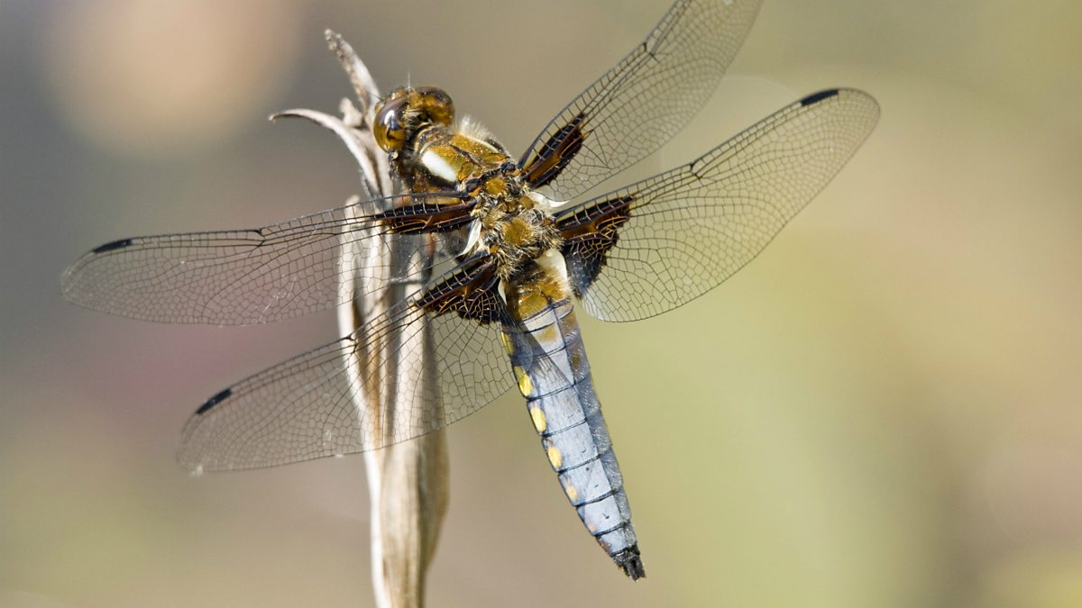 BBC World Service - The Newsroom, The dragonfly that plays hard to get