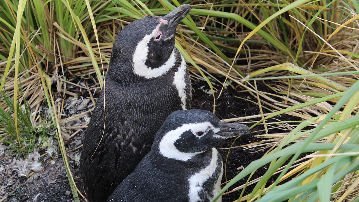 BBC Radio 4 - Costing the Earth, Exploding Penguins