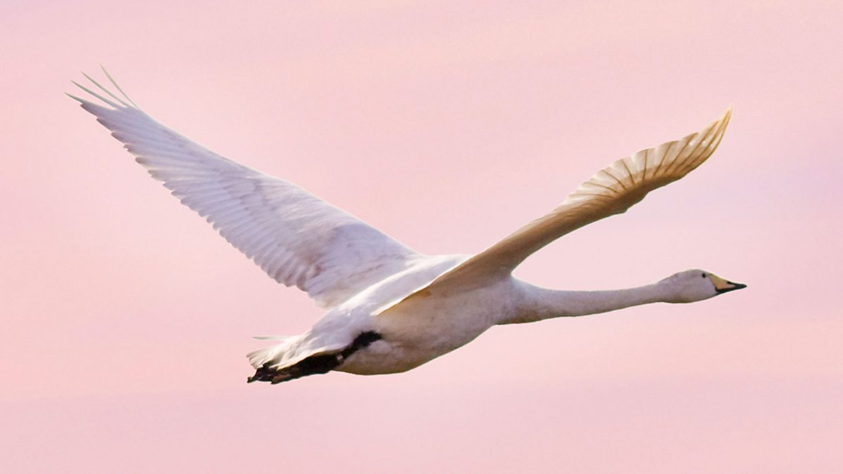 BBC Radio 4 - Tweet of the Day, Dara McAnulty on the whooper swan