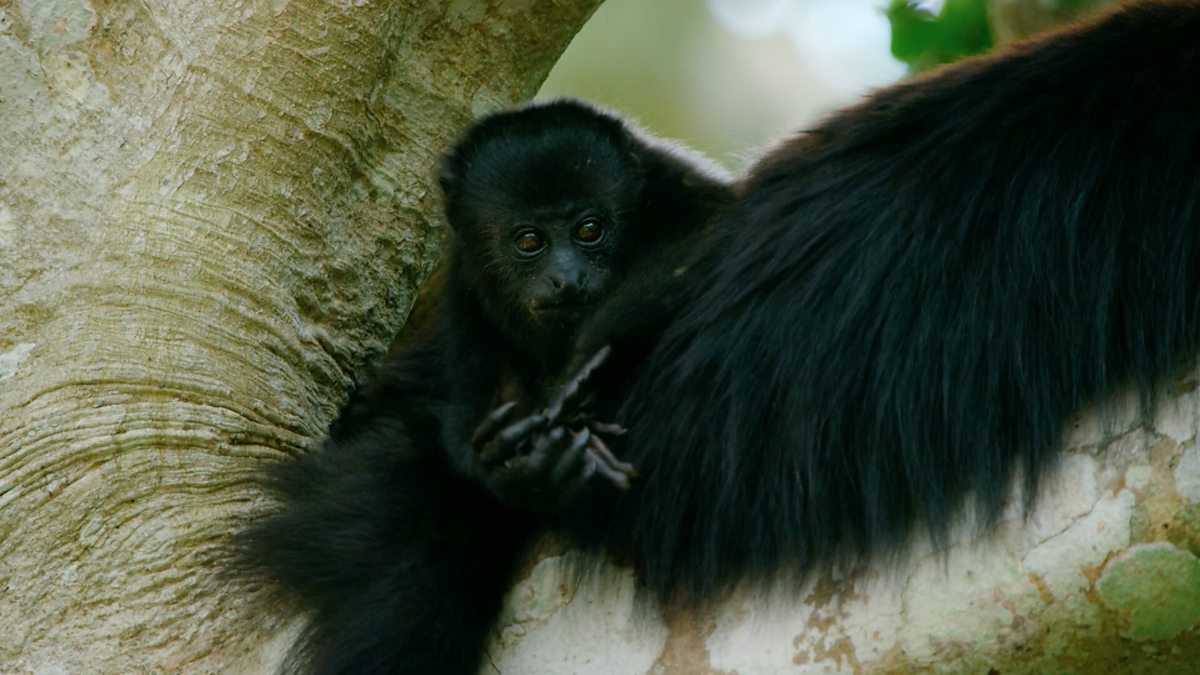 BBC Two - Mexico: Earth's Festival of Life, Series 1, Forests of the ...