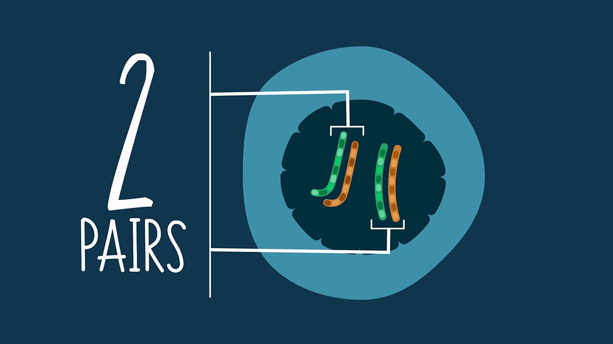 Bbc Bitesize Gcse Biology Dna And Cell Division