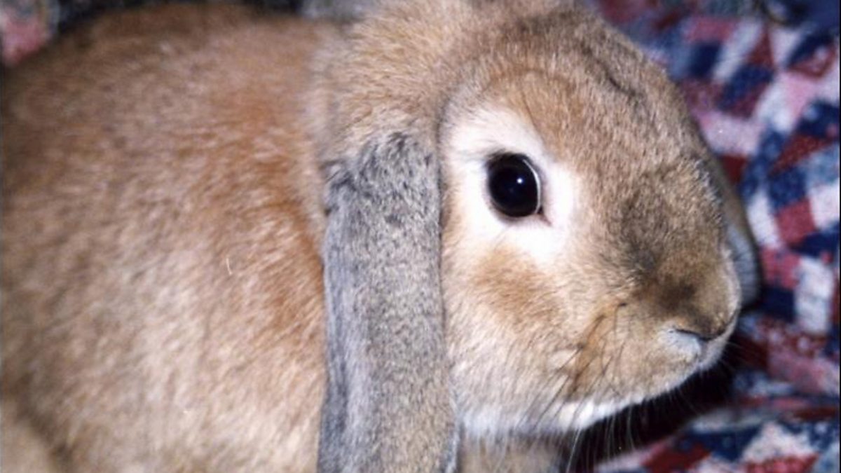 BBC Two - Trust Me, I'm a Vet, Series 1, Episode 2 - Rabbit stress