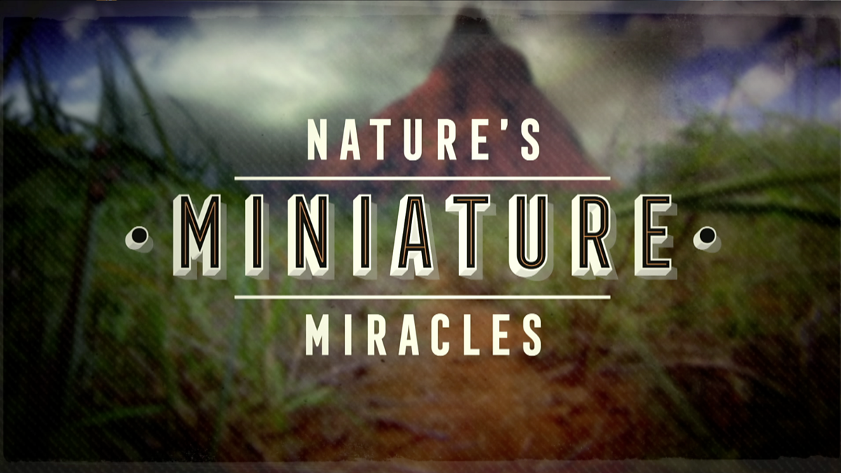 BBC Two - Natural World, 2017-2018, Nature's Miniature Miracles, Nature ...