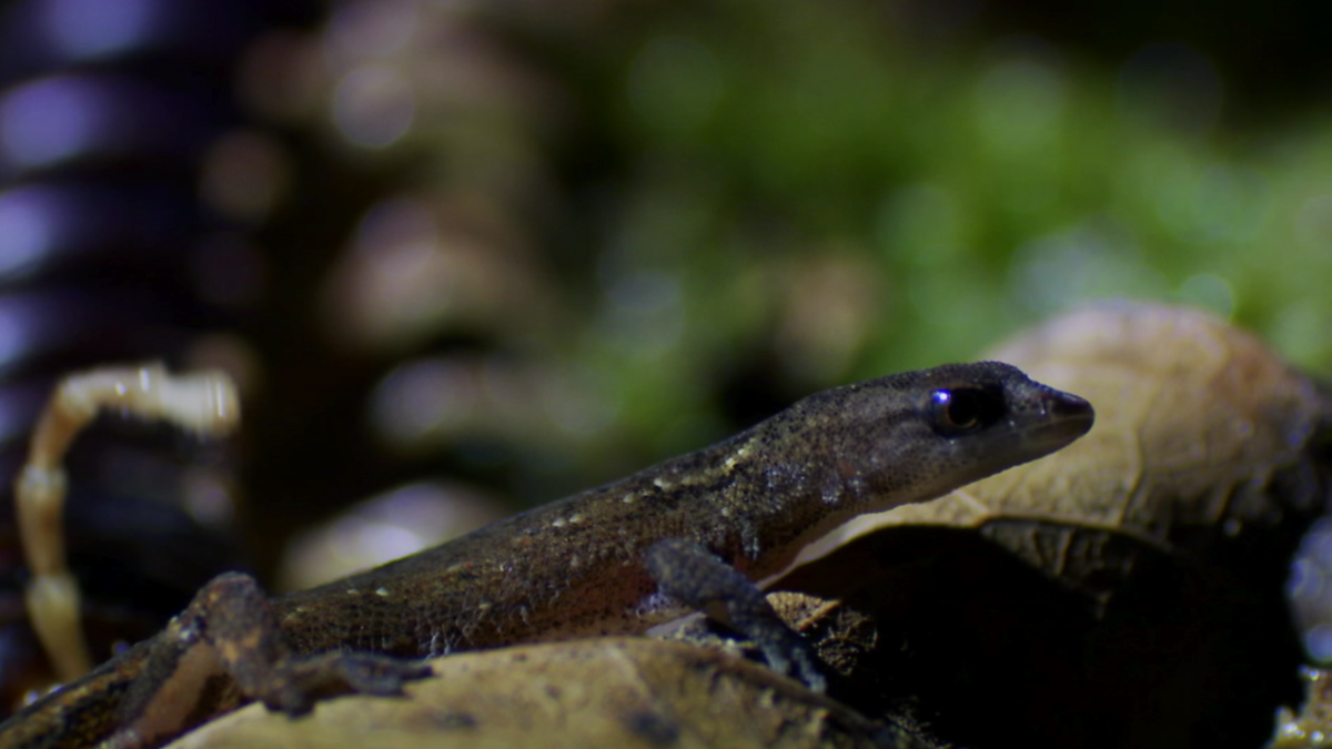 BBC Two - Natural World, 2017-2018, Nature's Miniature Miracles, The ...