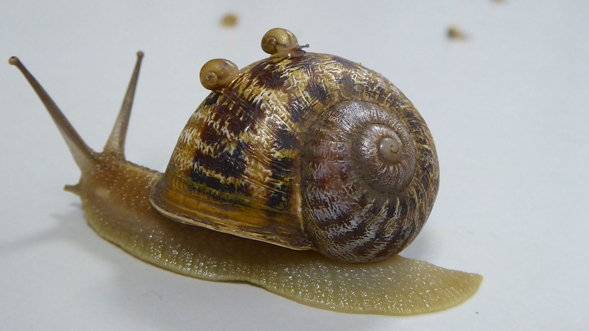 BBC Radio 4 - Today, Rare left-coiling snail stuck in love triangle