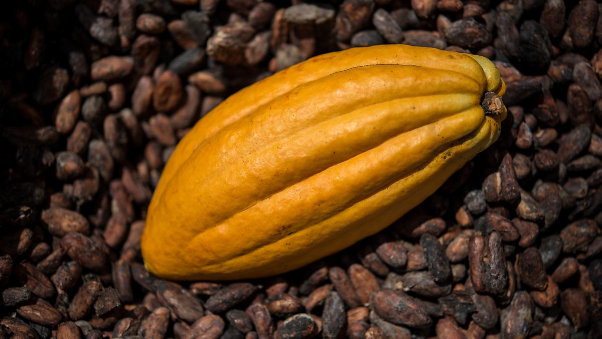 BBC World Service - The Forum, The bittersweet tale of cocoa