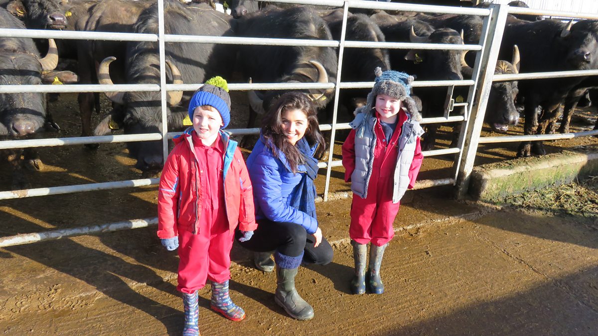 Down on the Farm - Series 3: 5. Potatoes and Buffalo - BBC iPlayer