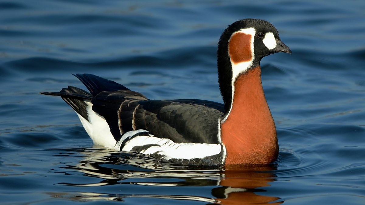 BBC Radio 4 - Tweet of the Day, Peter Cranswick on the Red-Breasted Goose