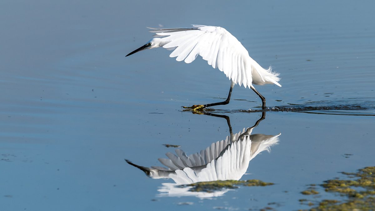 BBC Two - Little egret - Springwatch - Springwatch cast members 2017