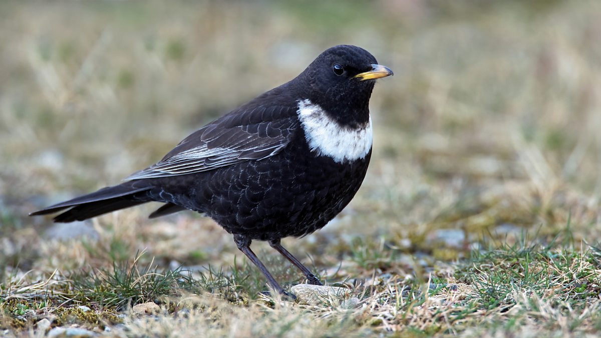 BBC Two - Ring ouzels - Springwatch - Springwatch cast members 2017