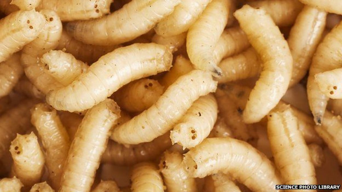 BBC World Service - World Update, Are maggots the answer to our food ...