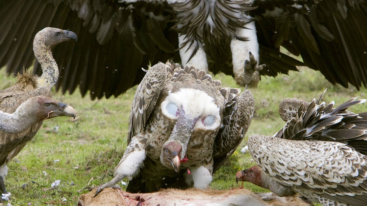 BBC World Service - The Food Chain, Talking Rot, The birds that feast ...