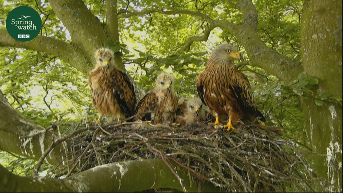 BBC Two - Springwatch, Day Three Highlights - Springwatch 2017