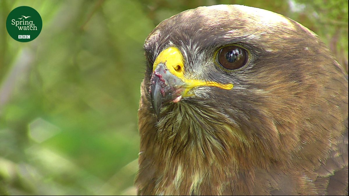 BBC Two - Springwatch, Day Four Highlights - Springwatch 2017