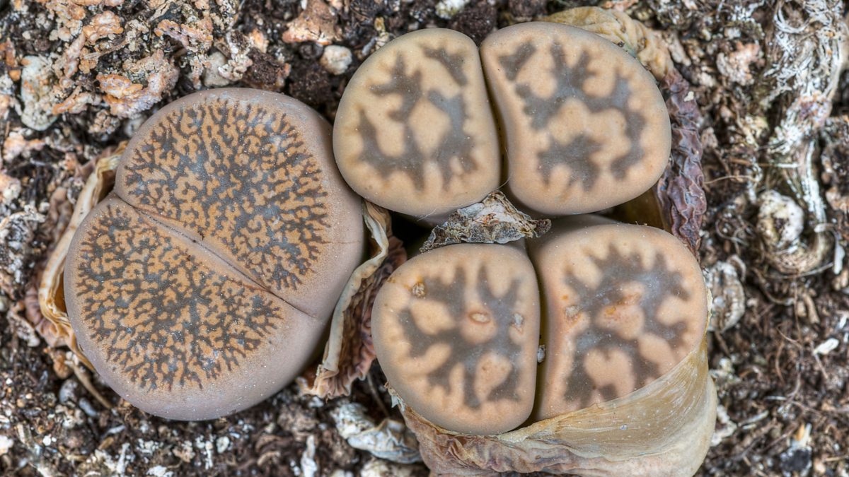 BBC Radio 4 - Radio 4 in Four - Seven strange facts about the world's ...