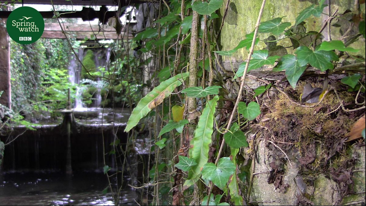 BBC Two - Springwatch, Day Five Highlights - Springwatch 2017