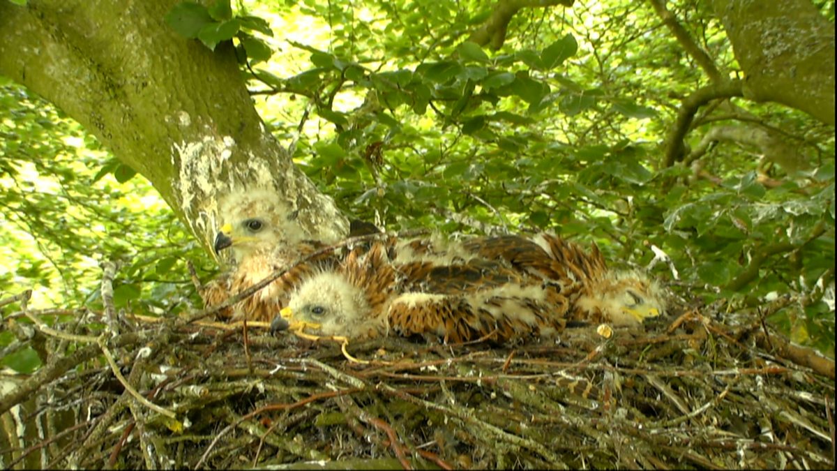 BBC Two - Sleepy chicks in the red kite nest - Springwatch - Sleepy ...