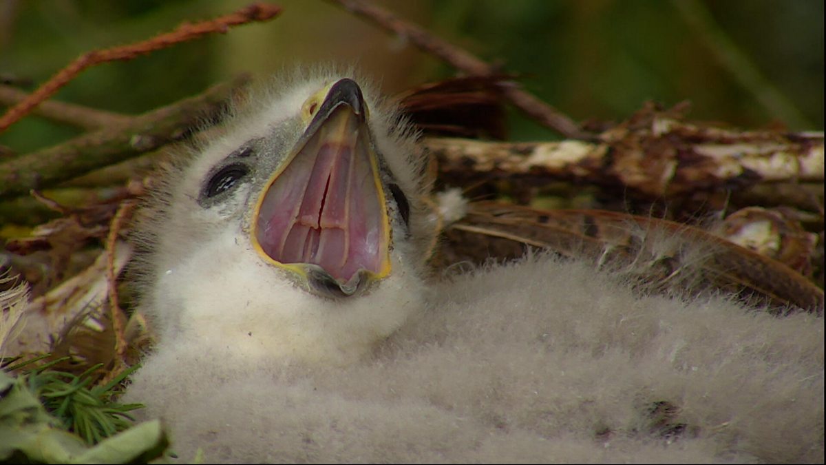 BBC Two - Hungry buzzard baby - Springwatch - Feed me now!