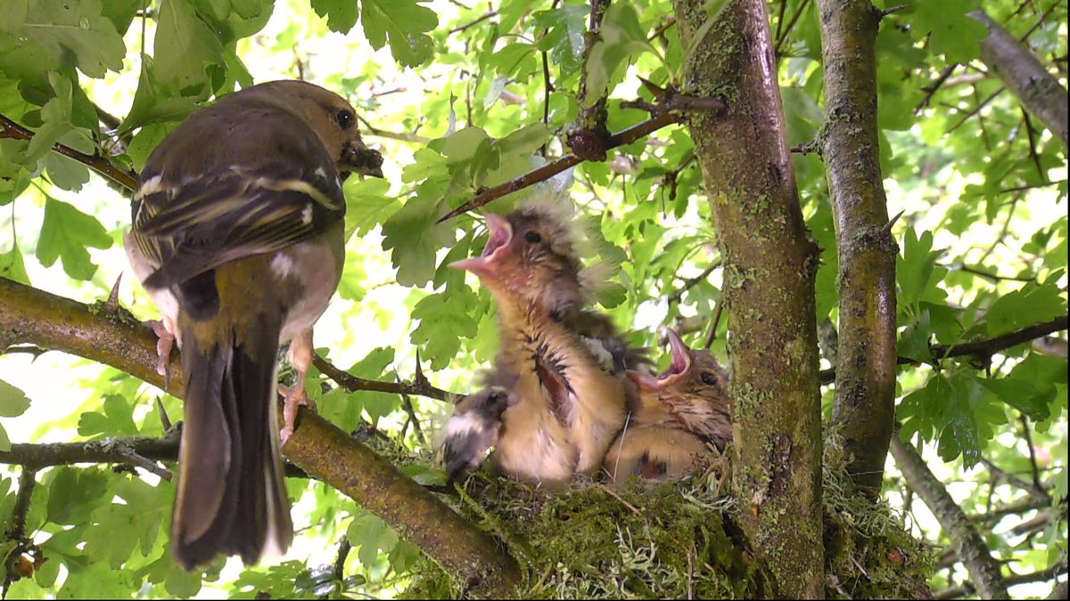 BBC Two - Springwatch, New week, new nests! - Feeding time for the ...