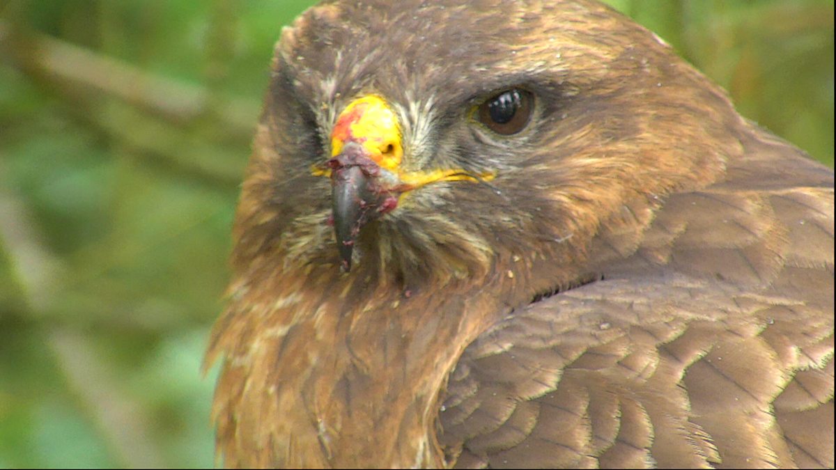 BBC Two - Buzz off - Springwatch - Hangry birds