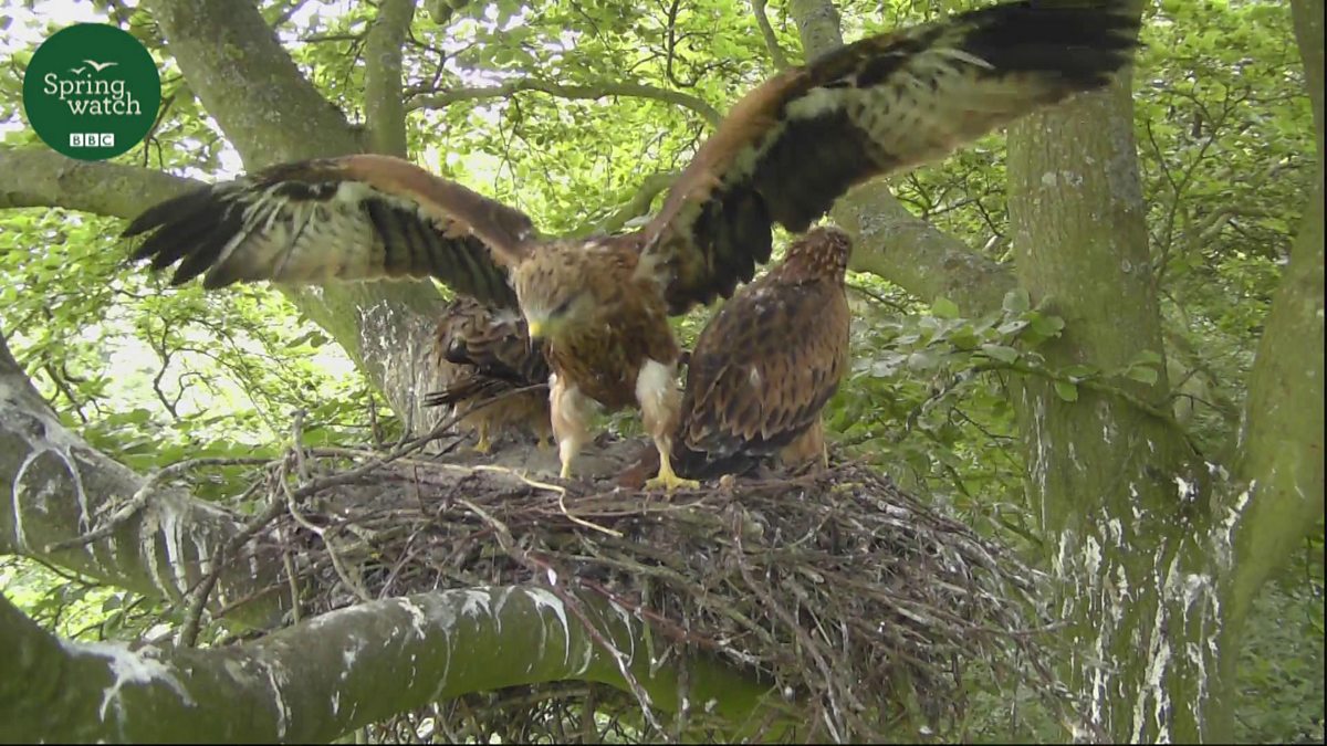 BBC Two - Springwatch, Weekend Highlights - Springwatch 2017