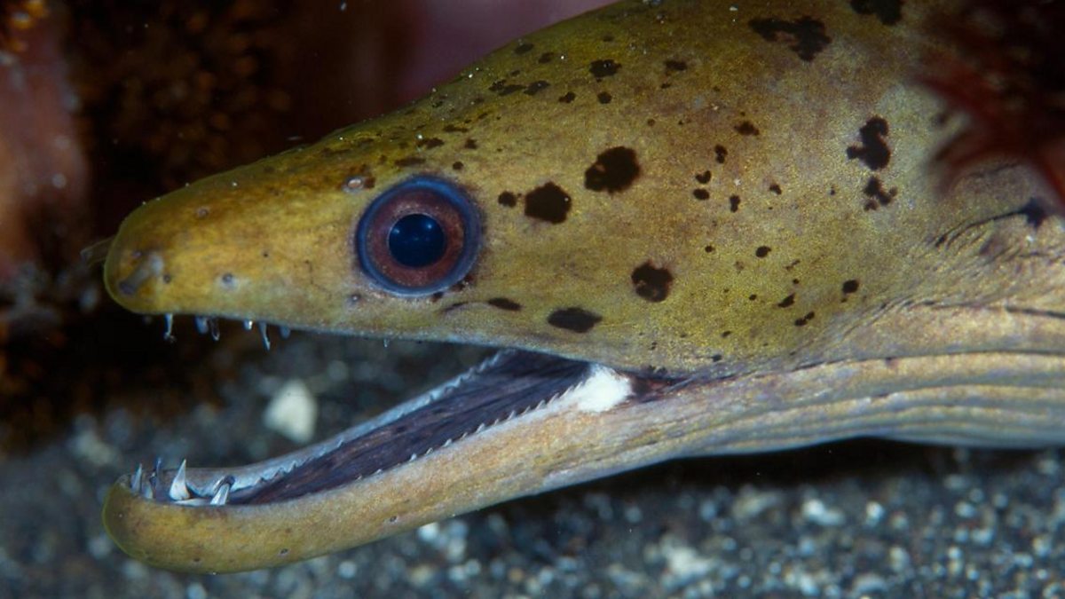 BBC Radio Ulster - Good Morning Ulster, Moray eels spotted in Irish waters